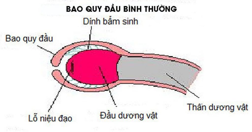 Hướng Dẫn Cách Lột Bao Quy đầu Tại Nhà Không Cần đi Phẫu Thuật